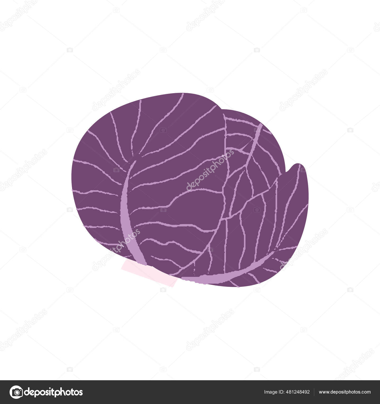 Red Cabbage Drawing