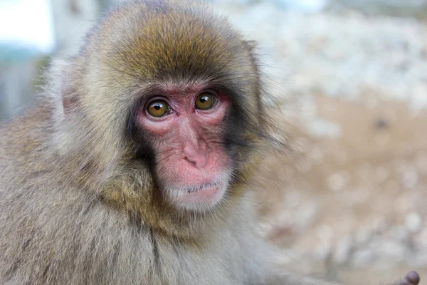 Funny monkey with a red lips — Stock Photo © watman #70253417