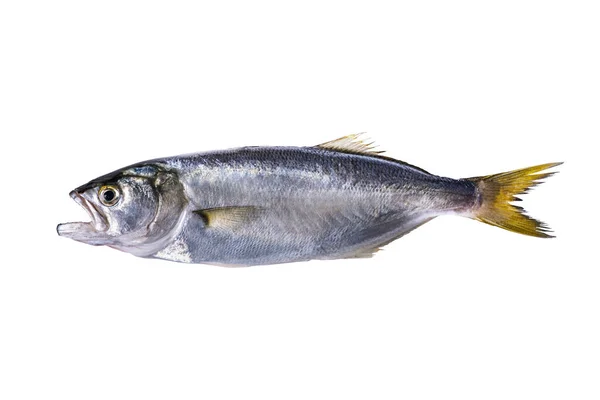 Atlantic Capelin fish, caplin, mallotus villosus, shishamo, whole ...