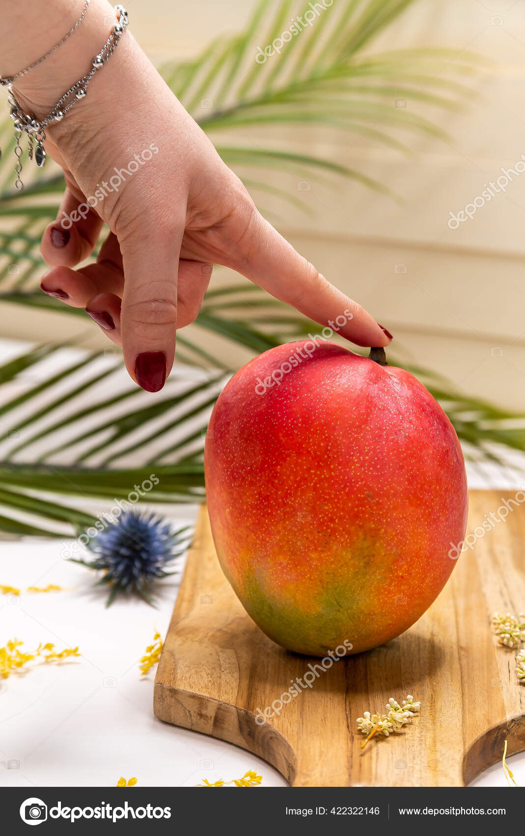 Female Hand Holding Mango Table Thistle Tropical Leaf Background Stock ...