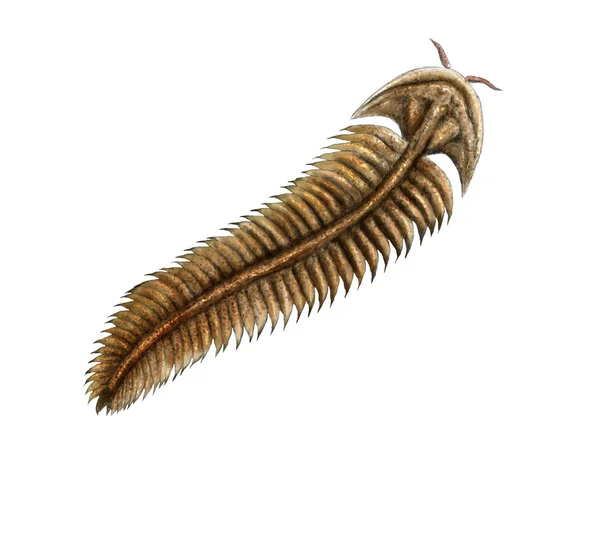 Arthropleura — Stock Photo © nicolasprimola #61414635