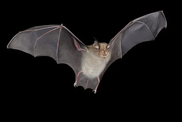 Horseshoe bat Stock Photos, Royalty Free Horseshoe bat Images ...