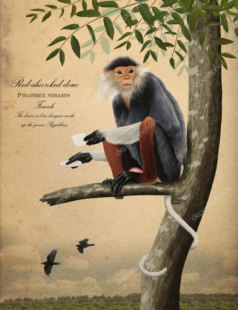 Monkey drinking tea — Stock Photo © nicolasprimola #63797635