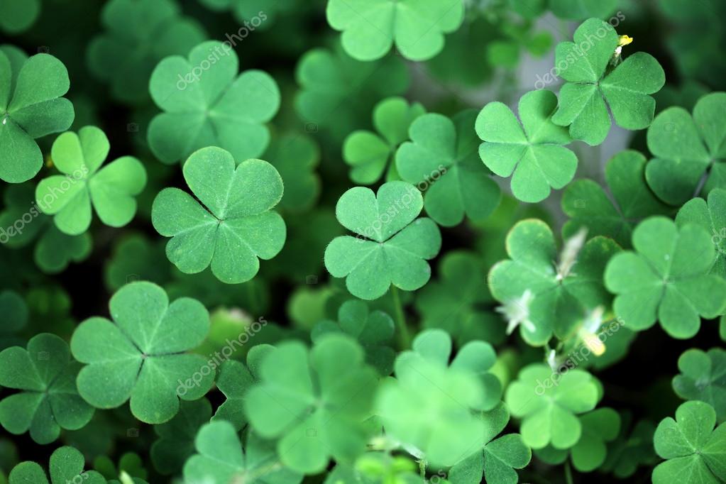Three leaf clovers — Stock Photo © snowwhiteimages #81786518