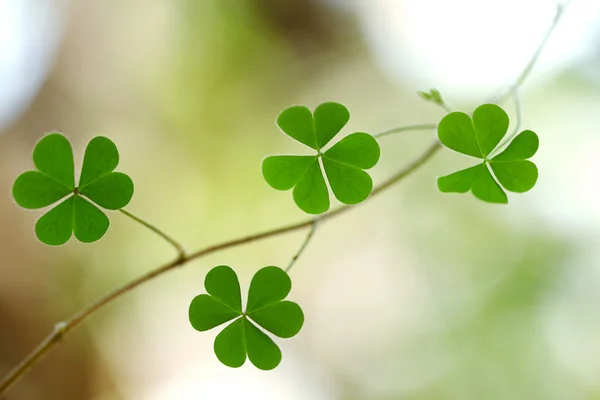 Three leaf clovers — Stock Photo © snowwhiteimages #81786518