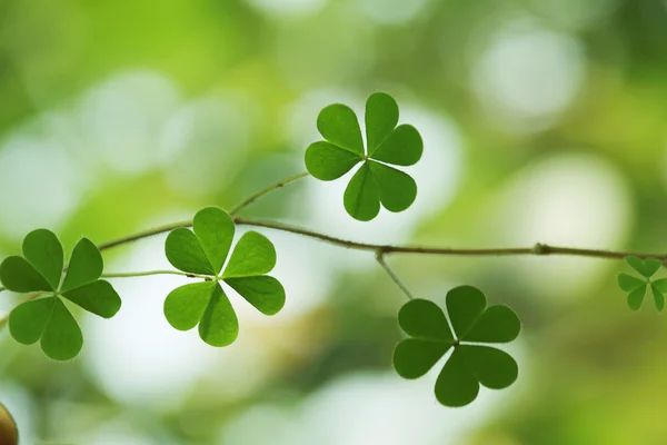 Shamrock-Three leaf clover Stock Photo by ©Qpicimages 60795301 Shamrock-Three leaf clover Stock Photo by ©Qpicimages 60795301