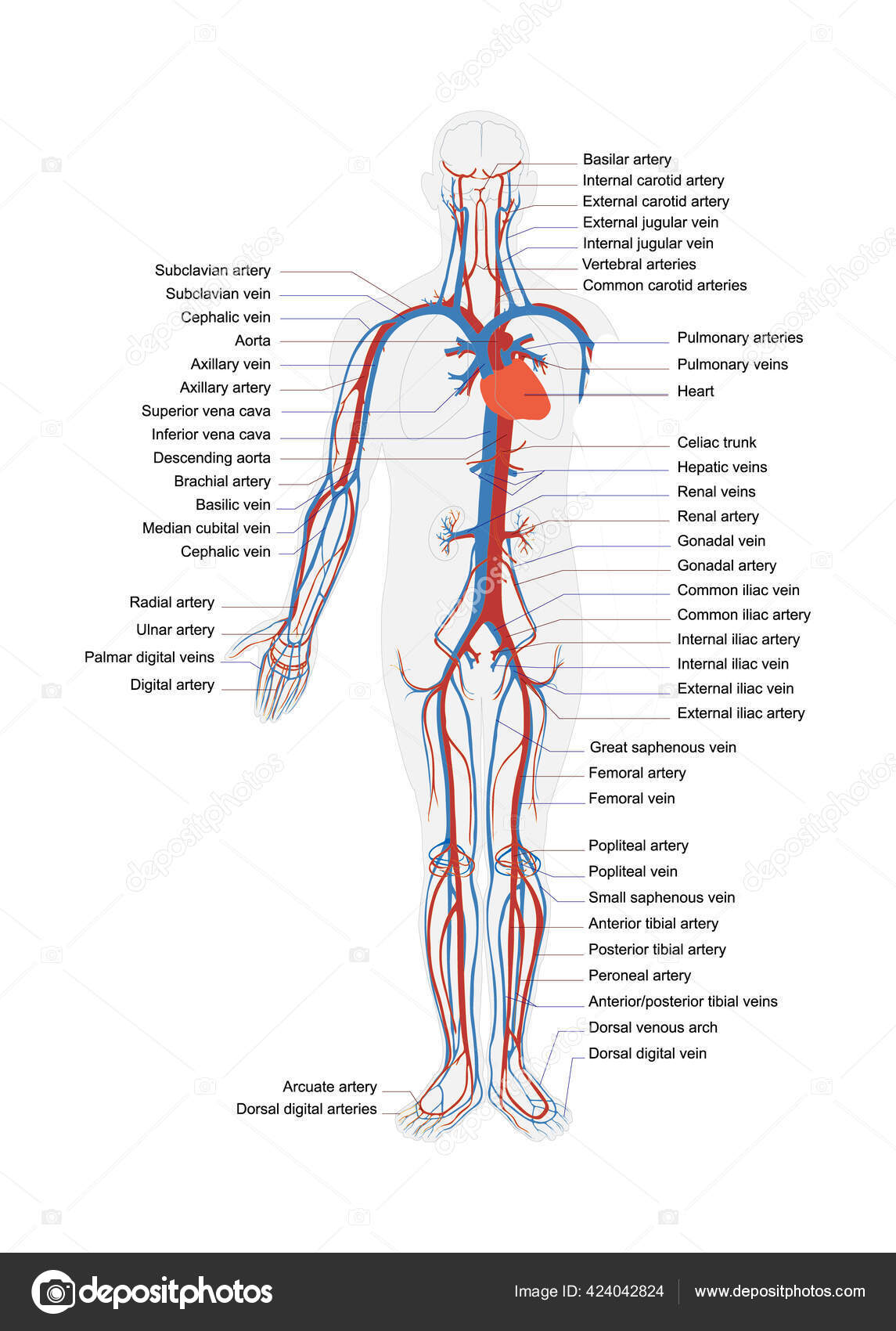 Human Body Artery System Vector Full Caption Stock Vector Image by ...