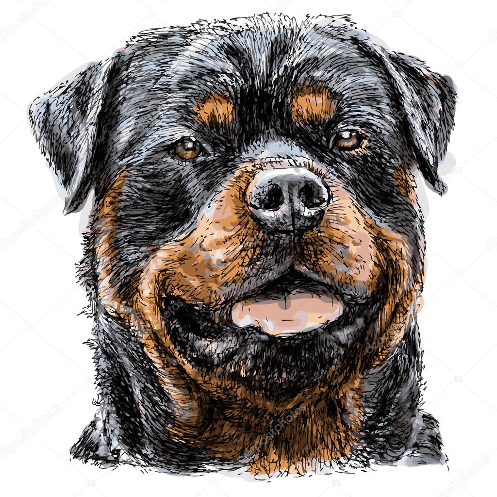 Rottweiler Vector