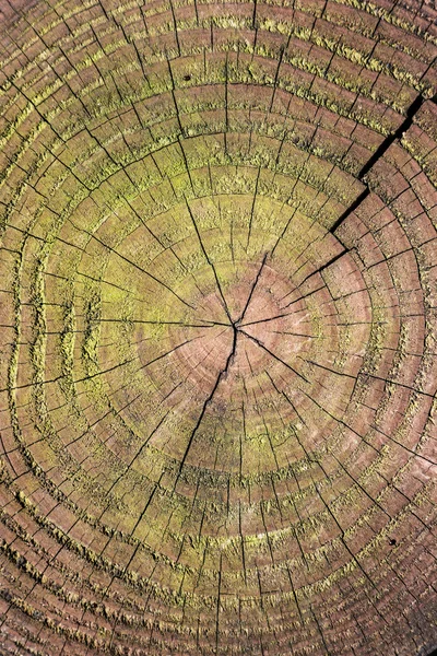 Tree disk Stock Photos, Royalty Free Tree disk Images | Depositphotos