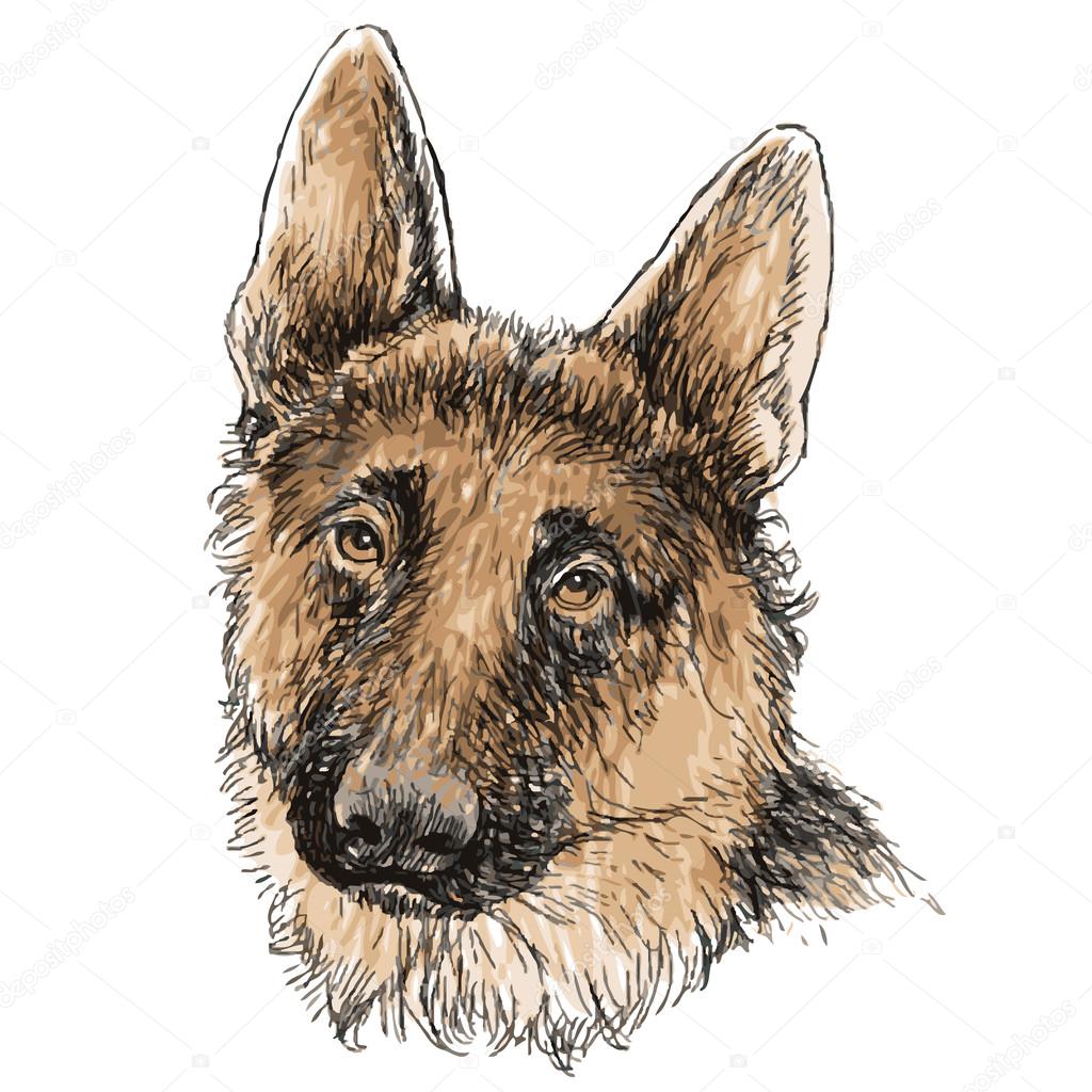 German Shepherd hand drawn vector Stock Vector Image by ©simpleBE #78920836