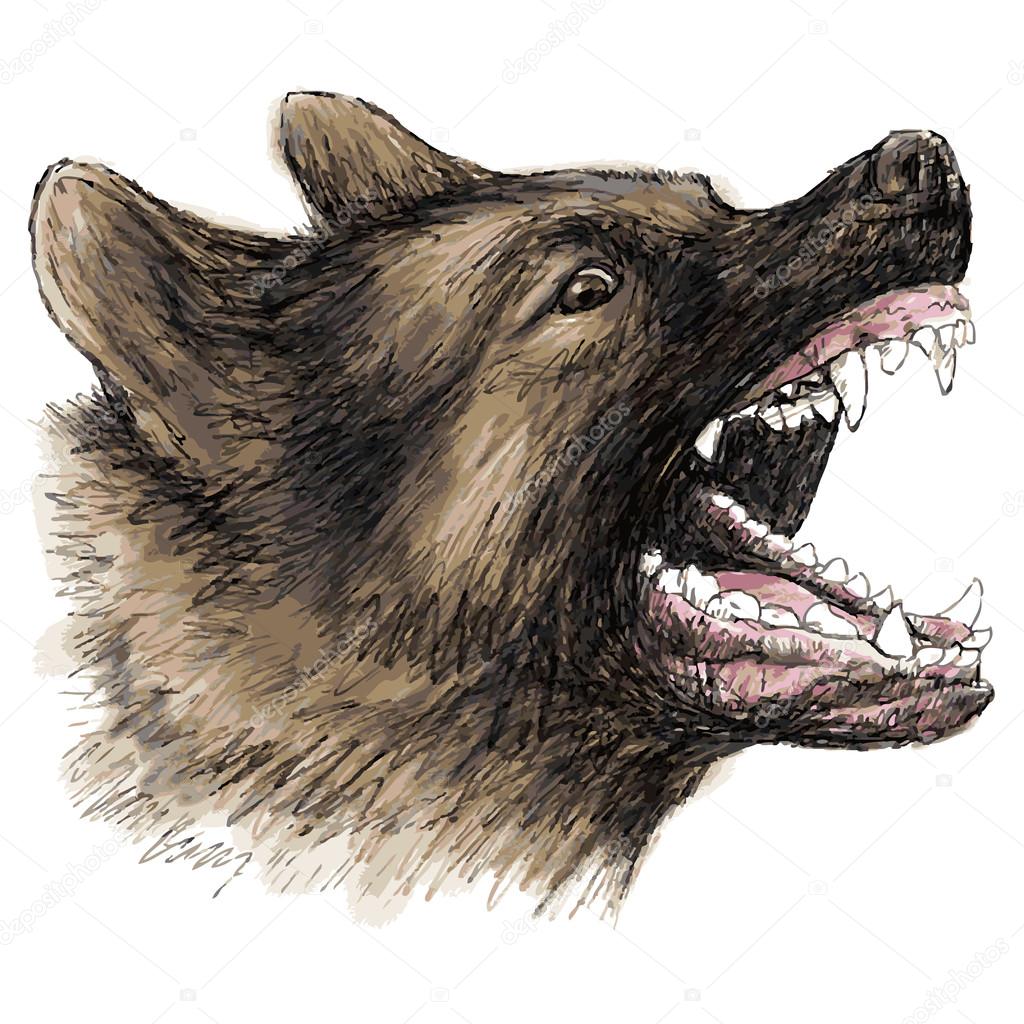 Angry German Shepherd hand drawn Stock Vector Image by ©simpleBE #82594988