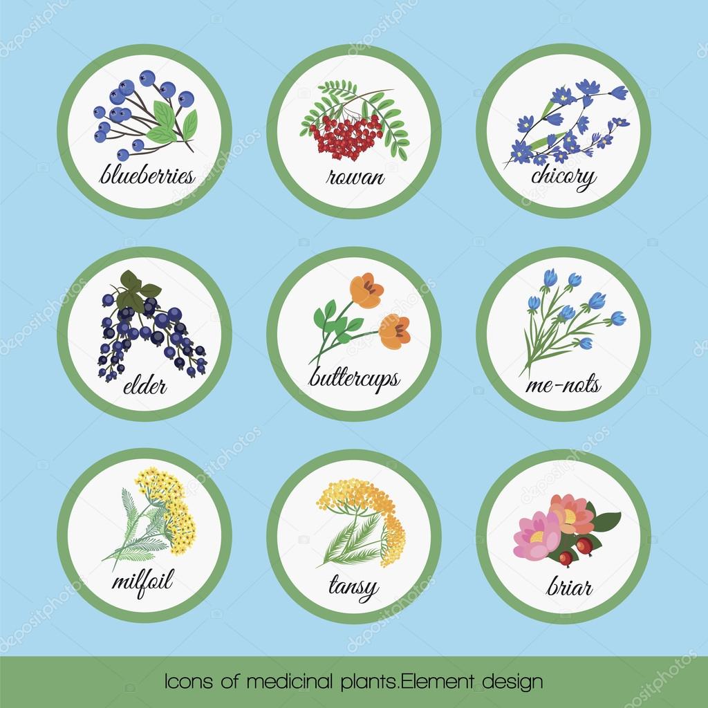 Icons of medicinal plants 6 — Stock Vector © Oleta74 #96552904