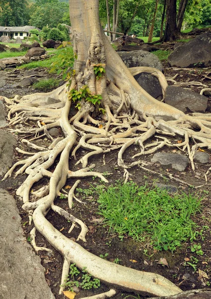 Huge roots Stock Photos, Royalty Free Huge roots Images | Depositphotos