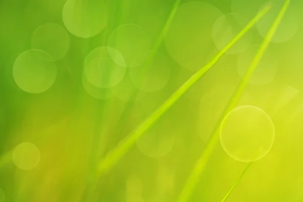 Green Color Wallpaper Hd