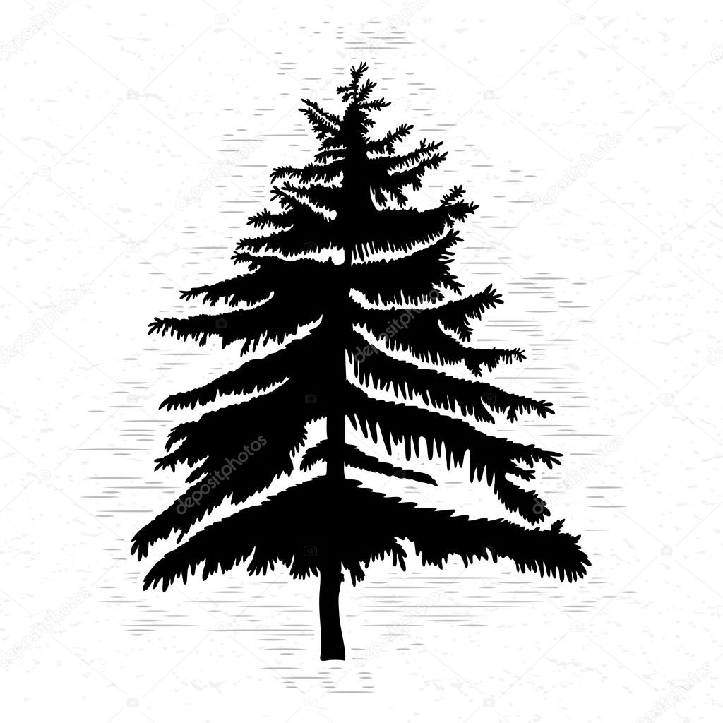Fir tree illustration — Stock Vector © goldenshrimp #122345712