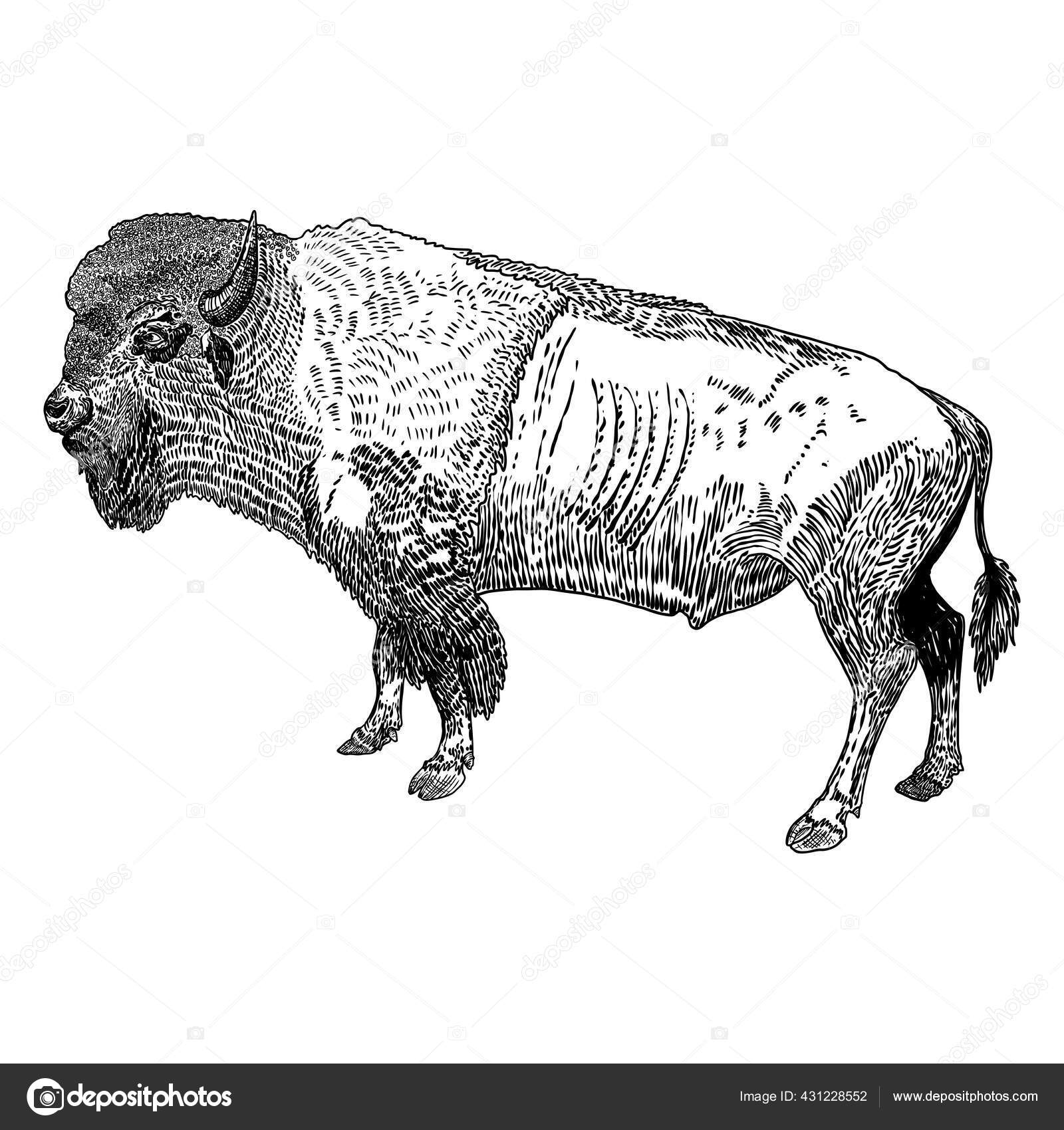 Bison Native American Full Body Buffalo Hand Drawing Bull Face Stock ...