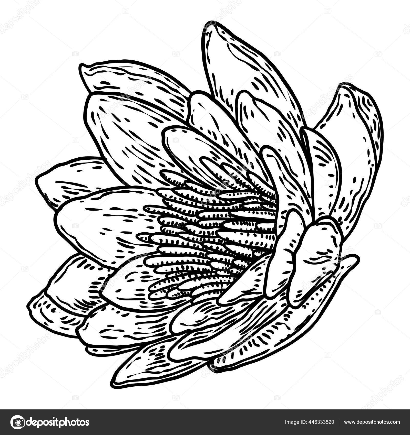 Lotus Bud Line Art Stylized Lotus Flower Bloom Black White Stock Vector ...
