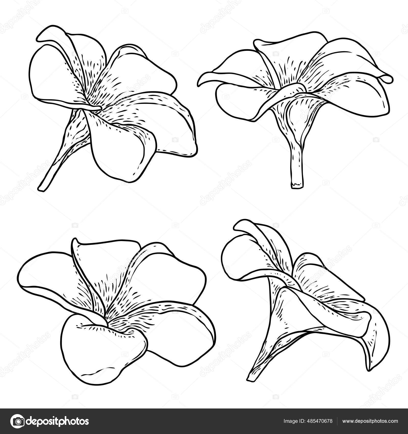 Plumeria Flower Drawing Designs