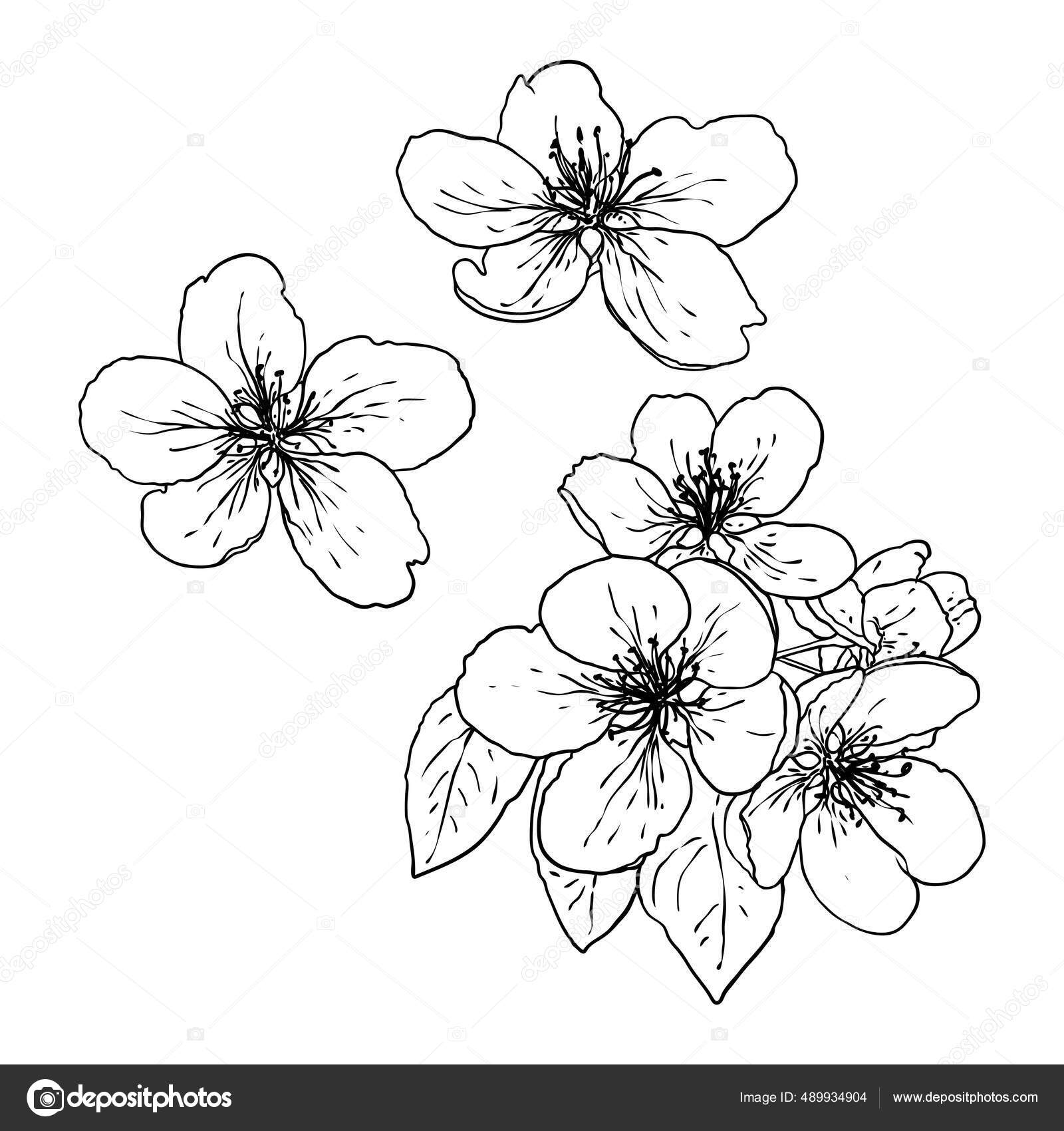 Japan National Flower Drawing Japanese National Flower Romantic Cherry