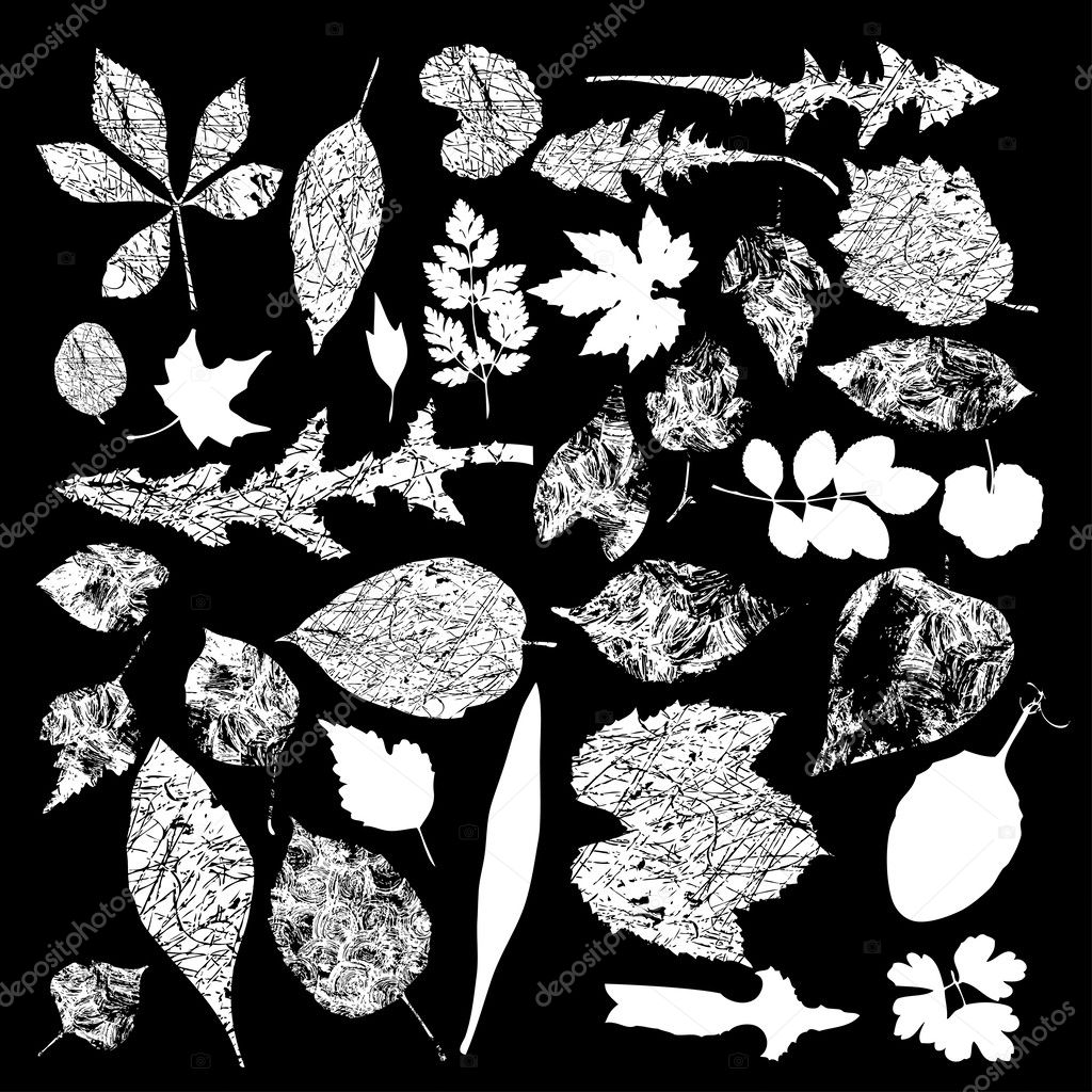 White Leaves set Stock Vector by ©goldenshrimp 62801303