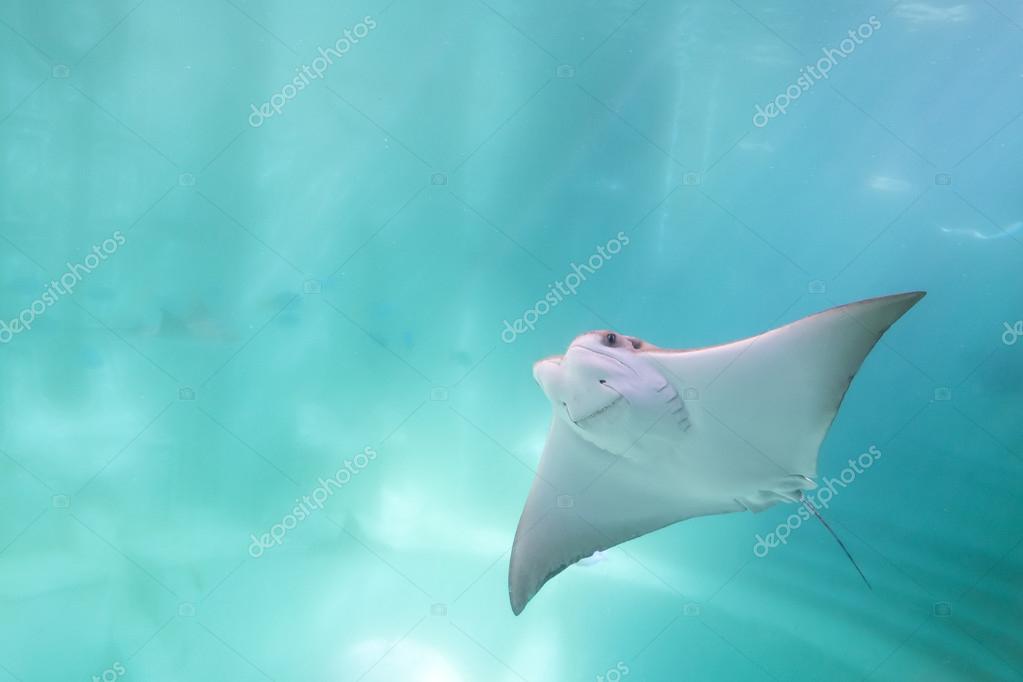 Stingrays Face Cute