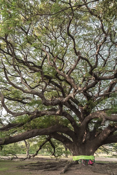 Giant tree - Stock Image - Everypixel