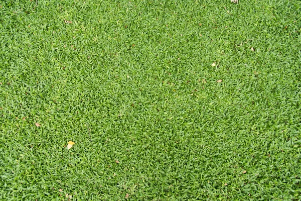 Ground Cover Seamless Texture Tile — Stock Photo ...