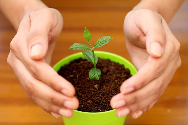 Hands protecting plant Images - Search Images on Everypixel