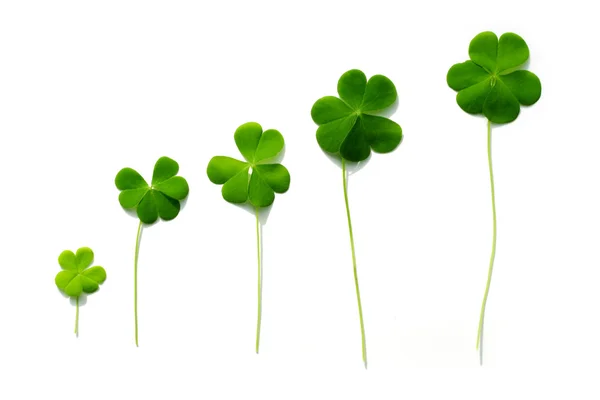 ᐈ 3 leaf clover stock images, Royalty Free three leaf clover photos ...