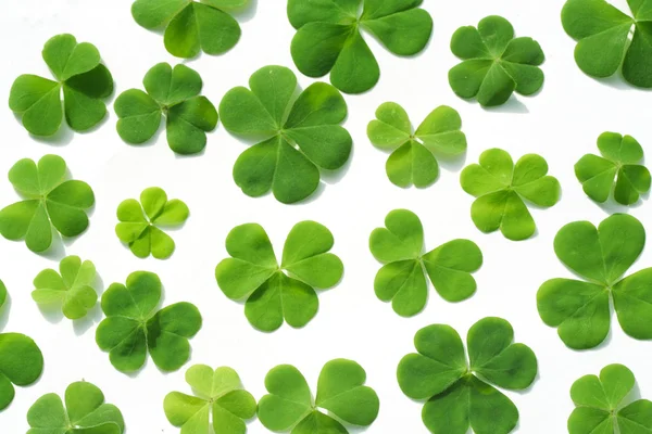 Three leaf clovers isolated on white Stock Photo by ©Qpicimages 61372503