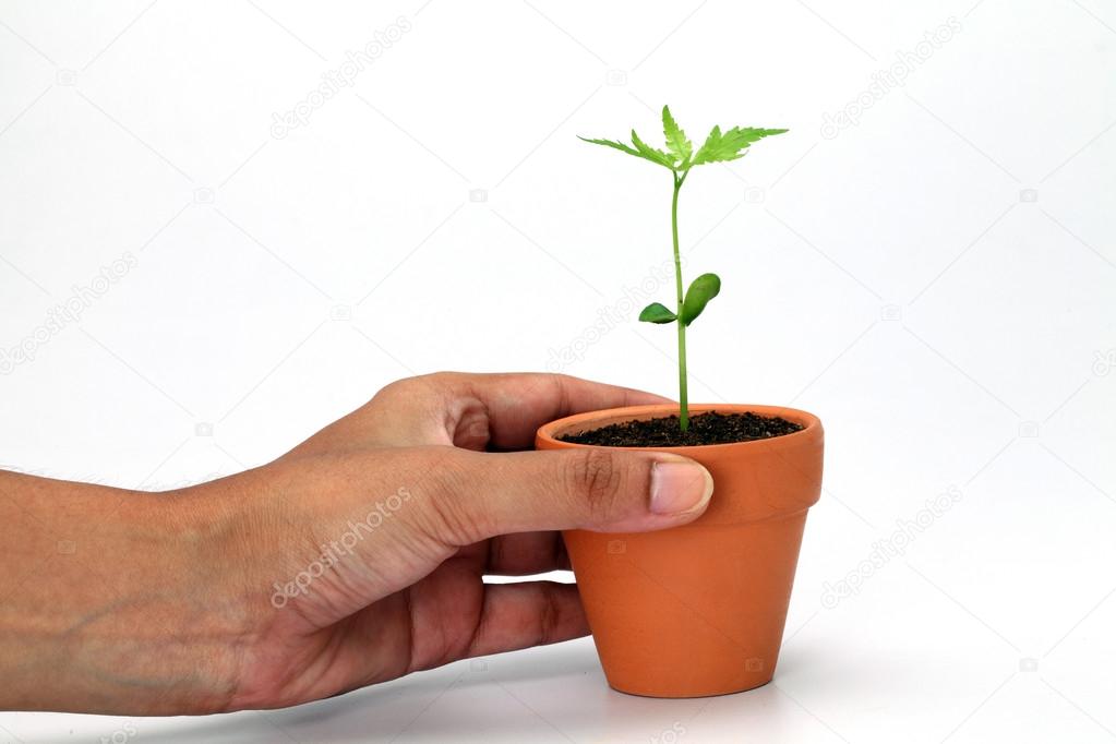 Hands protecting green baby plant on white Stock Photo by ©Qpicimages ...