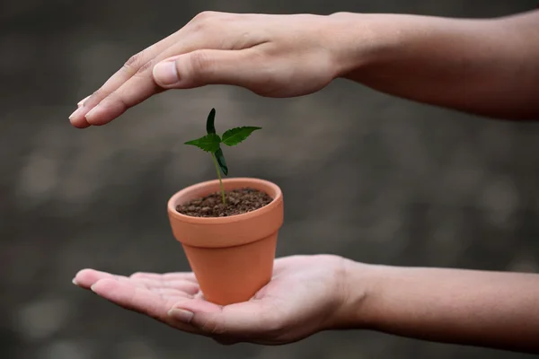 Hands protecting plant Images - Search Images on Everypixel