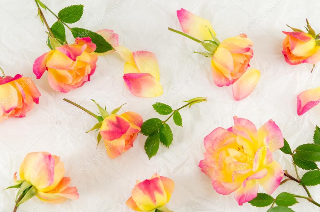 Red and yellow roses on white background — Stock Photo © CreativeFamily ...