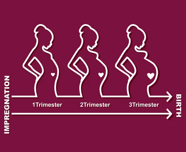 First trimester Vector Art Stock Images | Depositphotos