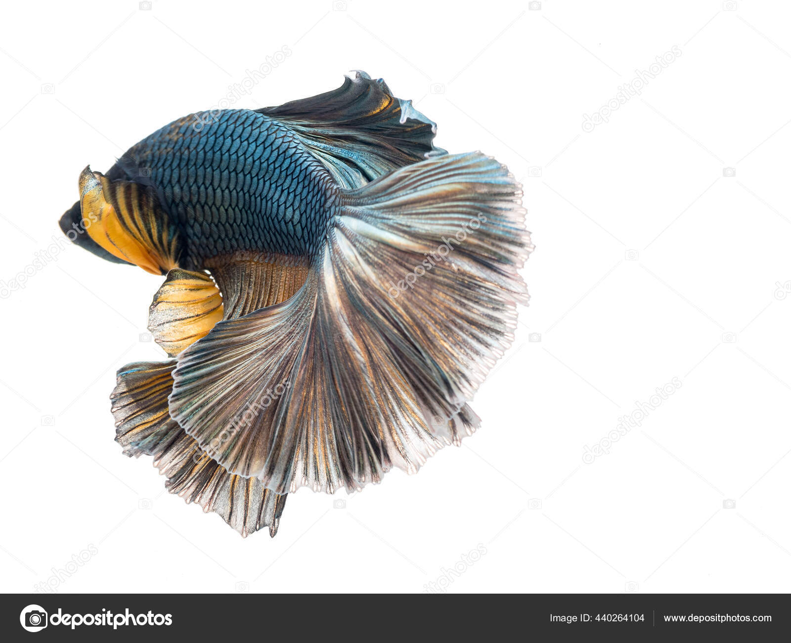 Peixe Betta Meia Lua Colagem De Peixe Betta Meia Lua Siamês Com