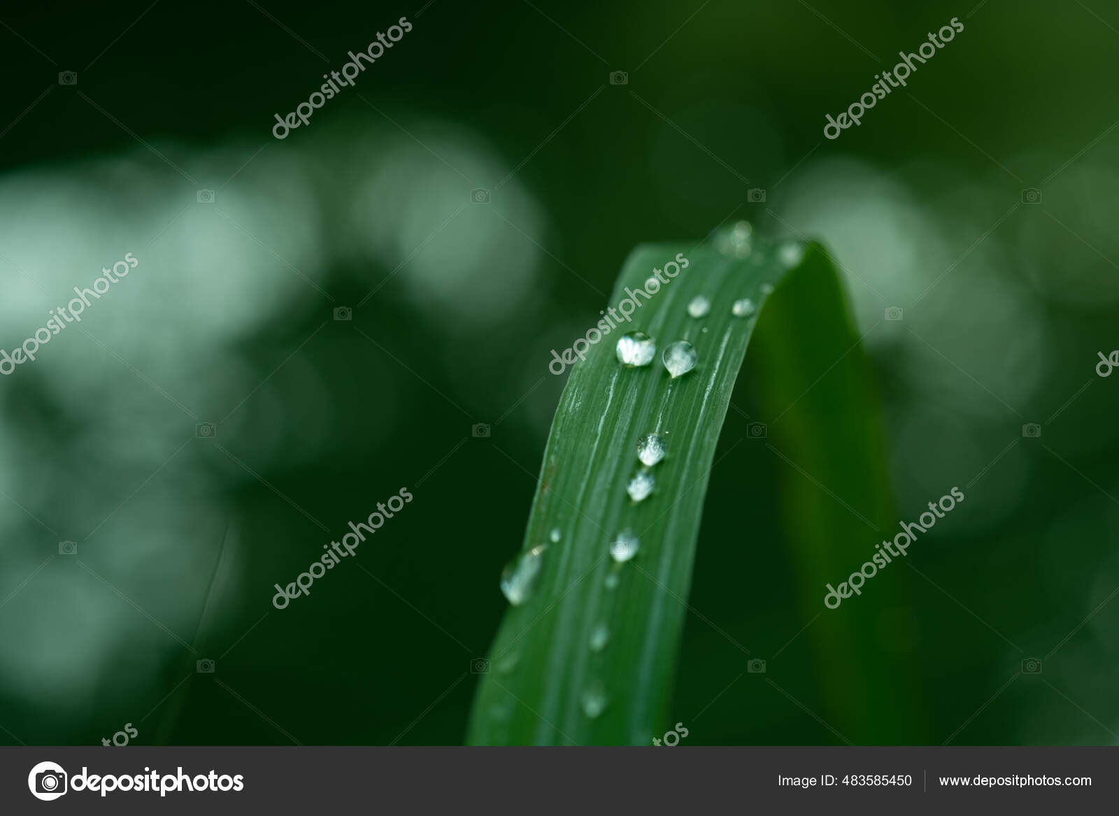 Water Leave Background Green Leaf Nature Stock Photo by ©manualfoto ...