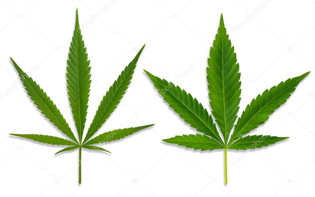 Marihuana o hoja verde de cannabis. Planta de cáñamo creciendo. Marihuana medicinal sativa o ...