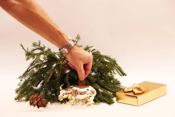 Man Puts Money Bull's Piggy Bank Bull Symbol New Year Stock Photo by ...