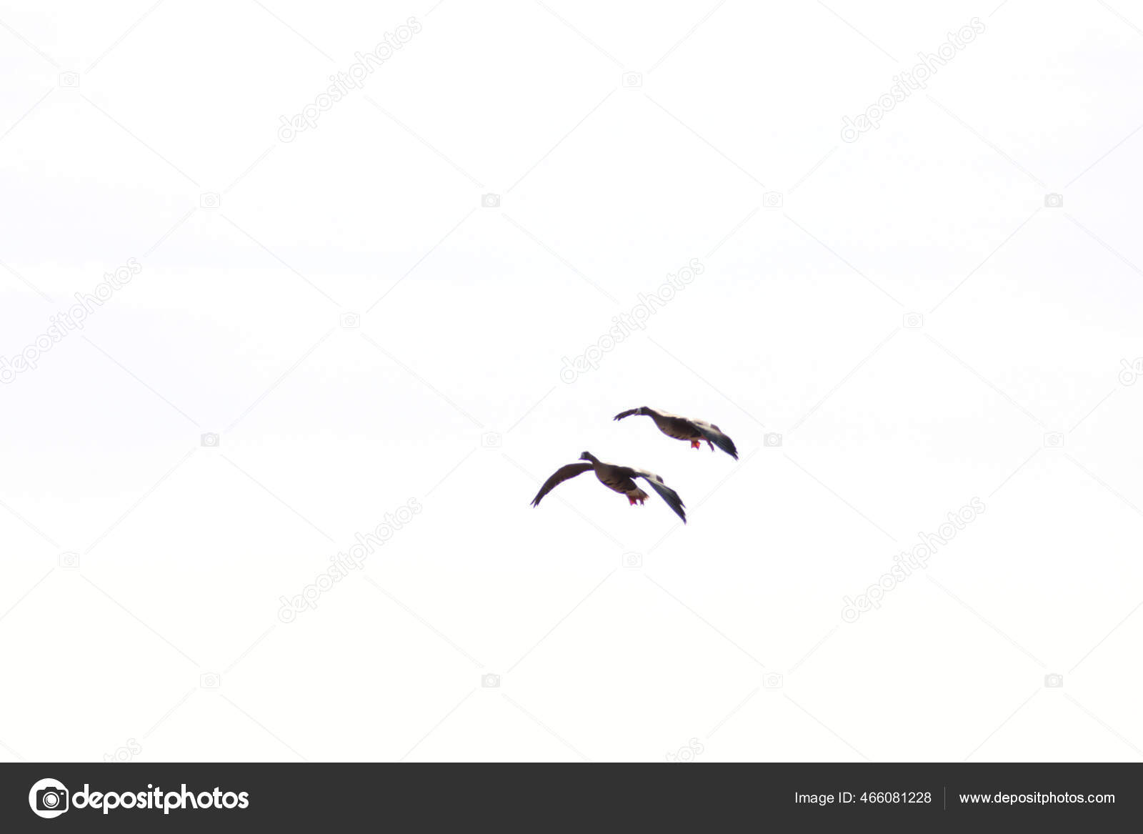 Wild Geese Background Blue Sky Make Spring Migration Wild Geese — Stock ...