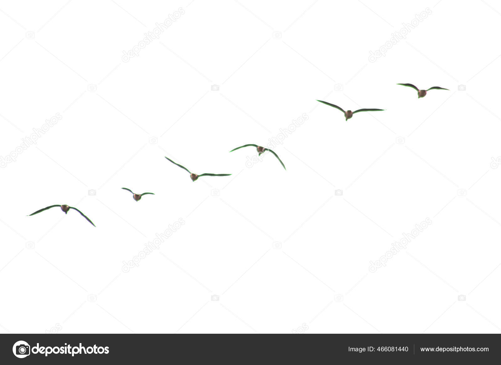 Wild Geese Flying White Background Migration Wild Geese — Stock Photo ...