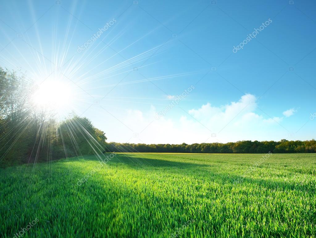 Green field under the sun — Stock Photo © titoOnz #81398650