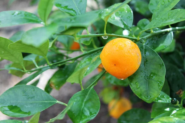 Citrus scale insect Stock Photos, Royalty Free Citrus scale insect ...