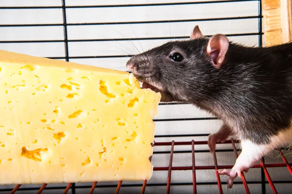 Grand rat gris images libres de droit, photos de Grand rat gris ...