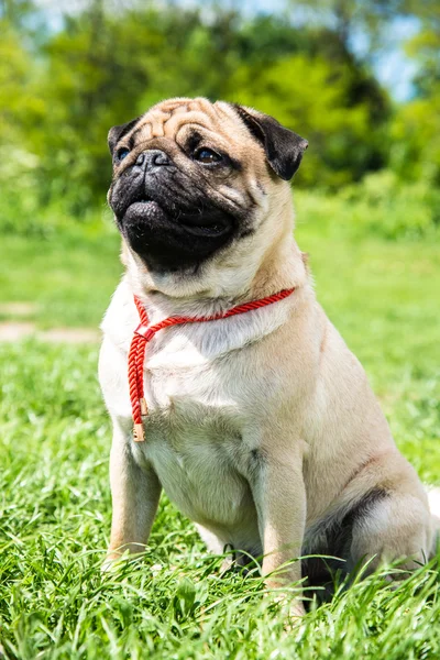 ᐈ Mops dog stock photos, Royalty Free dog mops images | download on ...