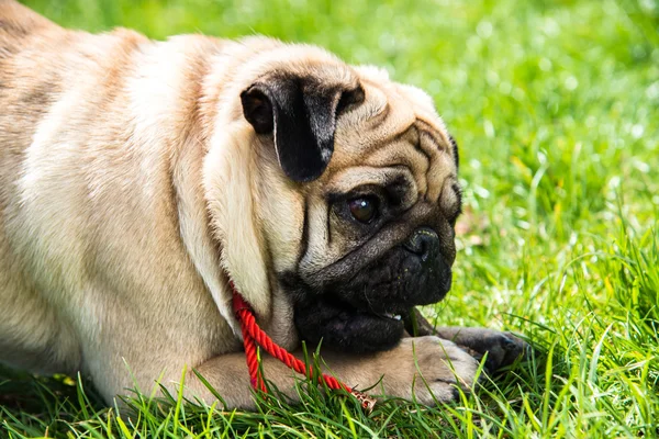 ᐈ Mops dog stock photos, Royalty Free dog mops images | download on ...