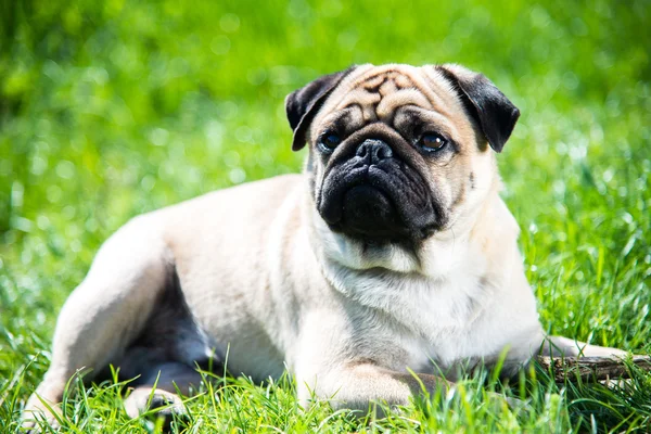 ᐈ Mops dog stock photos, Royalty Free dog mops images | download on ...