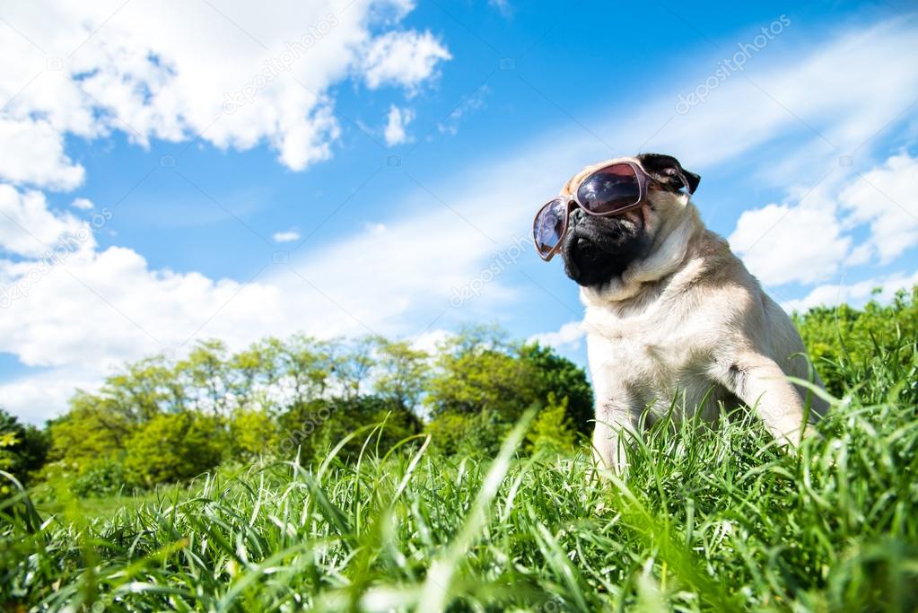Dog Mops — Stock Photo © liukov #73858531