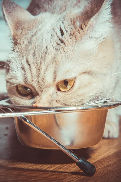 ᐈ Hungry cat stock pictures, Royalty Free hungry cat pic photos ...