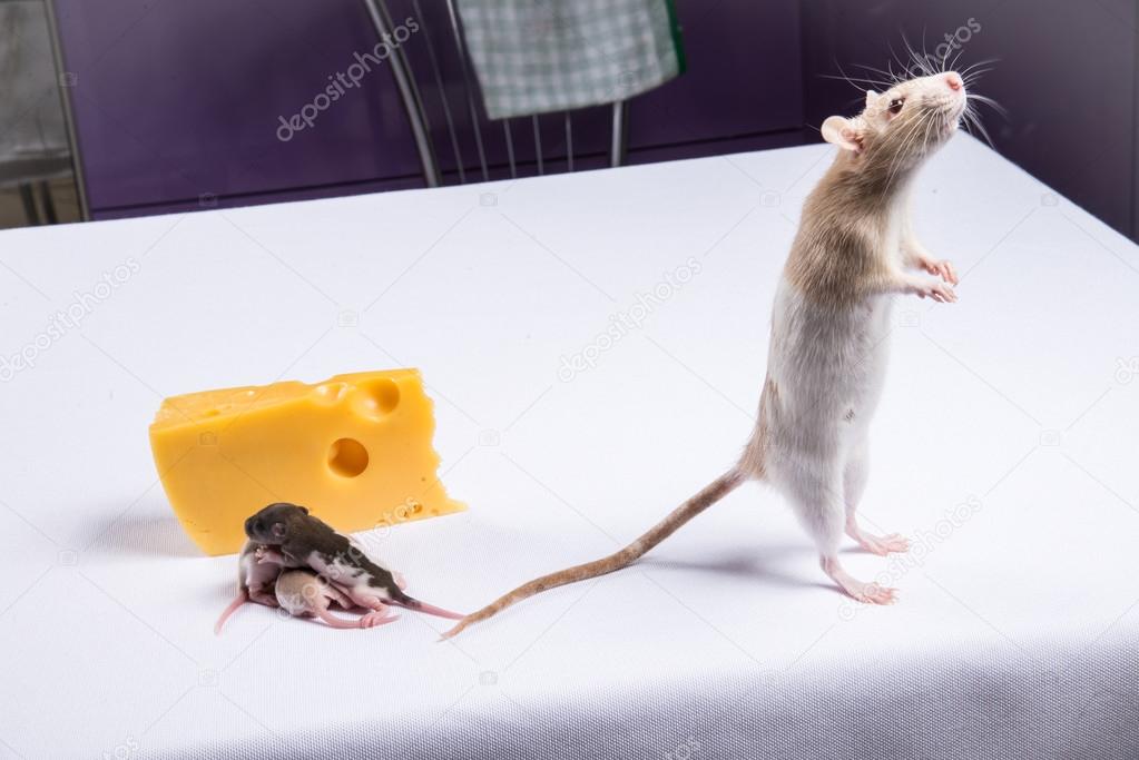 Mouse Standing On Hind Legs