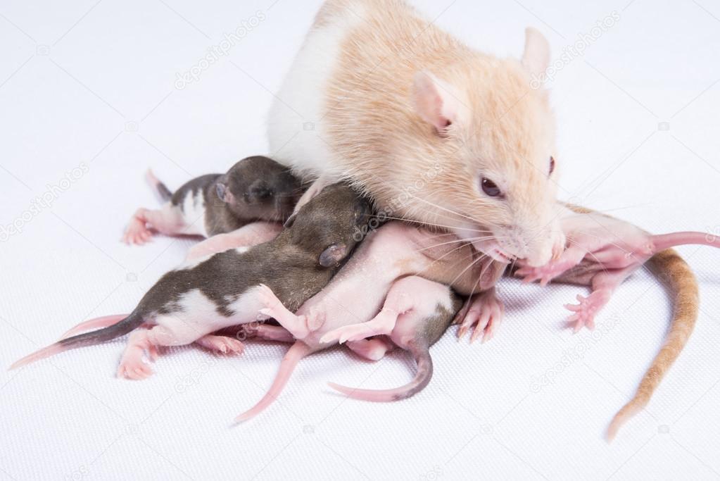 Mother rats were fed breast milk of rats children — Stock Photo ...